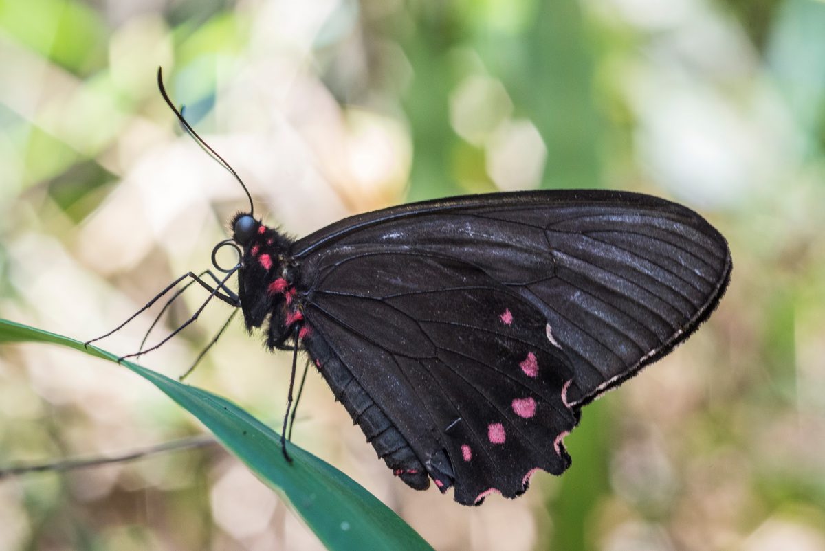 Espécie rara e ameaçada de borboleta é vista em Brumadinho - Portal Agita